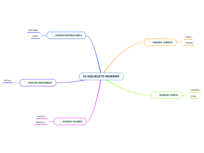 EL ESQUELETO HUMANO - Mind Map